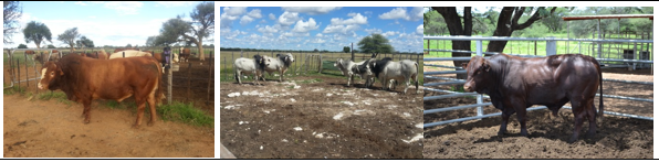 Meatco Foundation - Sustainable Cattle Production in Namibia